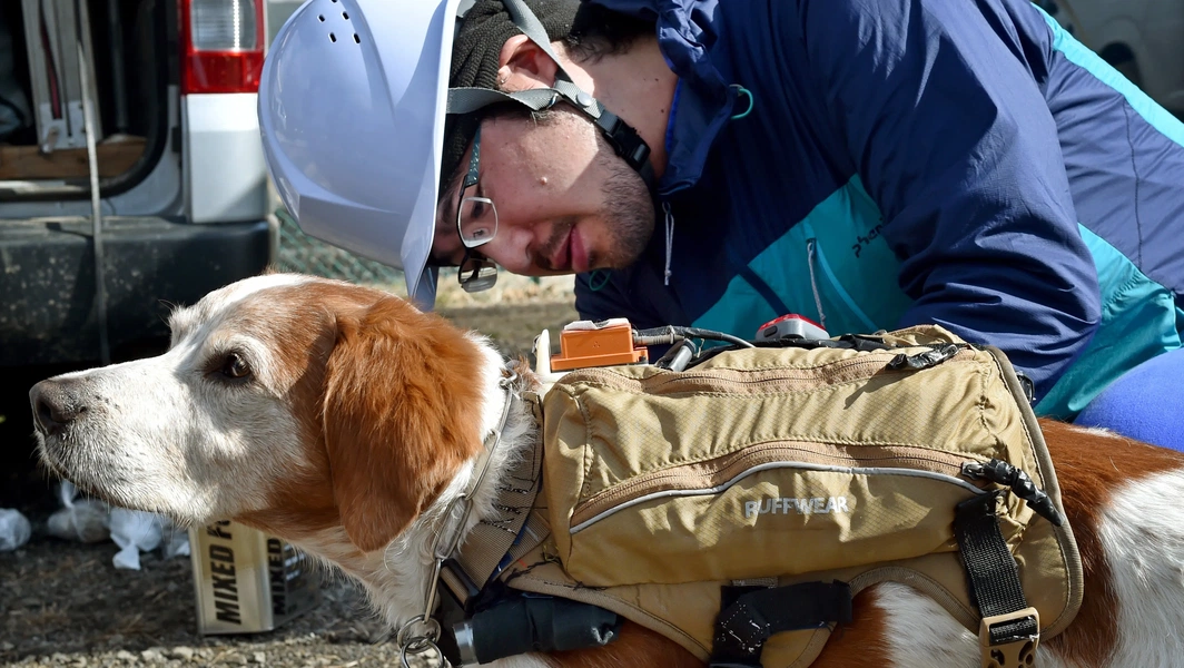 How dogs sense the world before humans