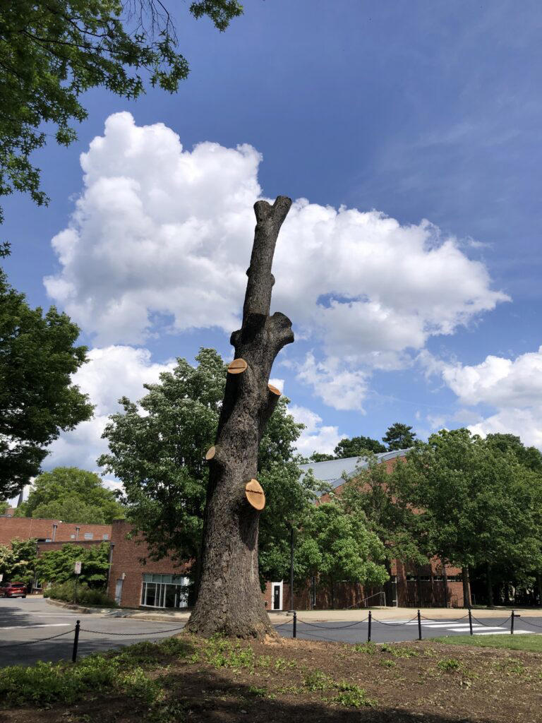 Requiem for an oak tree