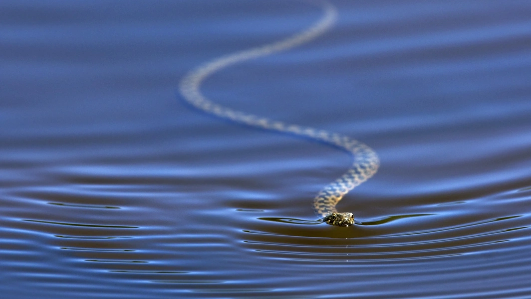Humane methods to keep garter snakes away