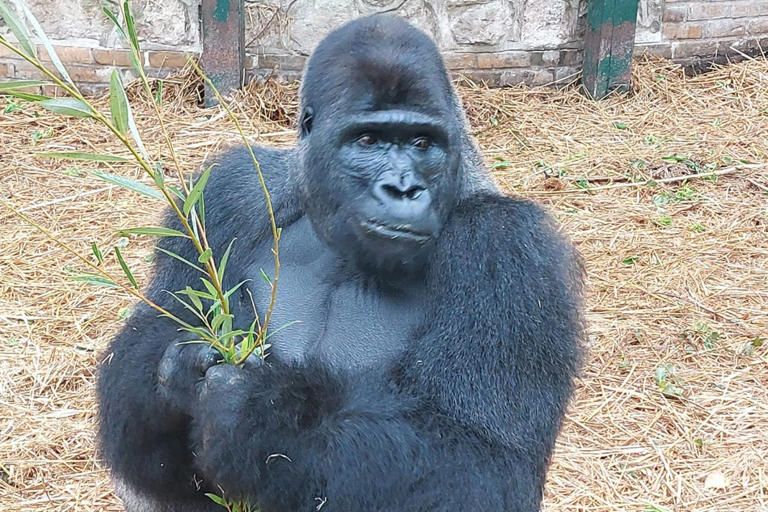 Major zoo welcomes new silverback to lead gorilla troop