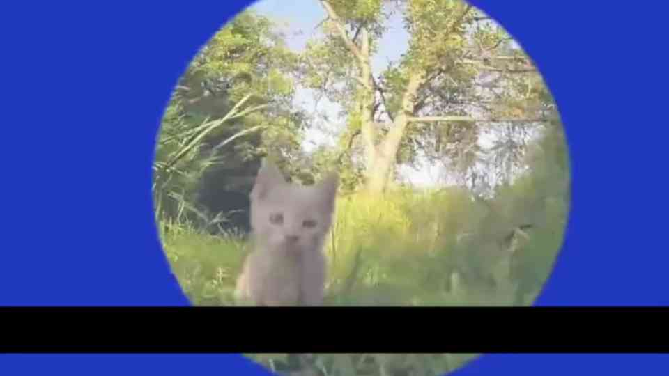 Cats are actually aliens and this proof will break your brain
