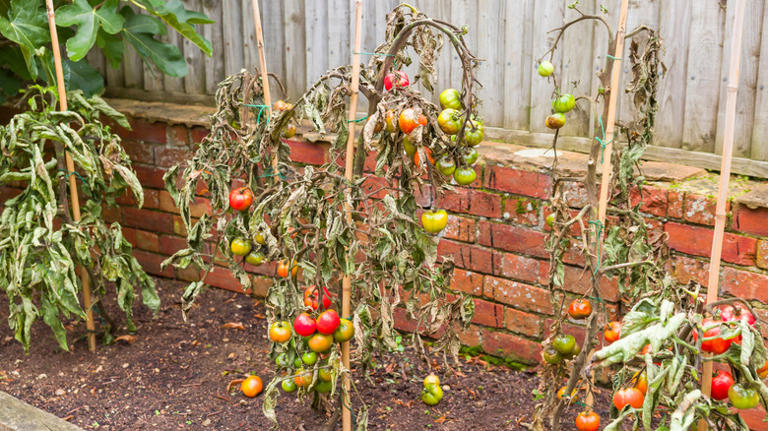 Can you rescue a tomato plant from root rot? Here are your options
