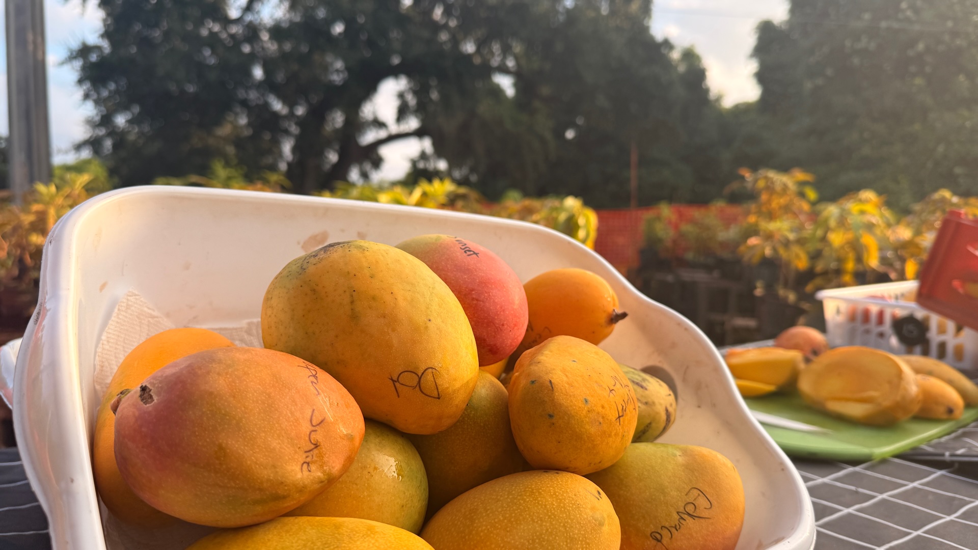 Florida Mango Festival: Rare varieties and grower tips in West Palm Beach
