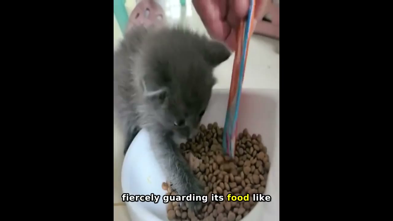 Hungry kitten guards its food in China