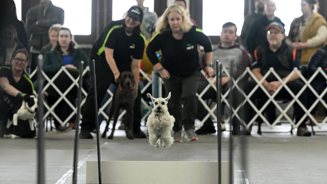 13 small dog breeds with remarkable strength