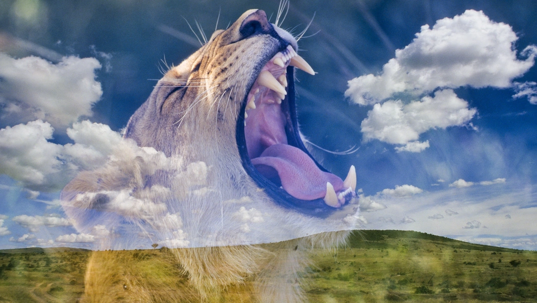 5 funny animal optical illusions and edits