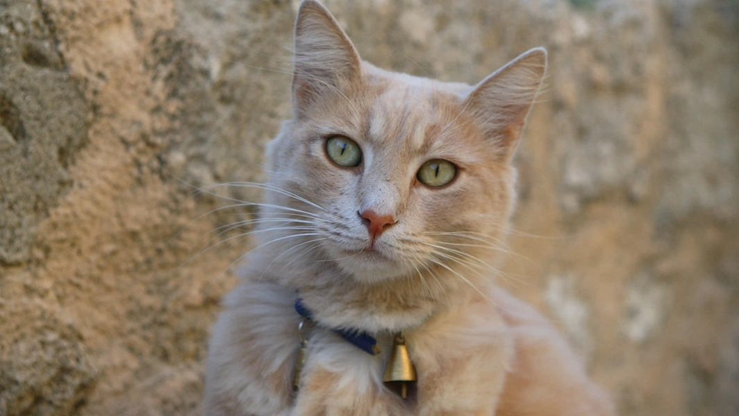 12 unexpected cat encounters in strange places