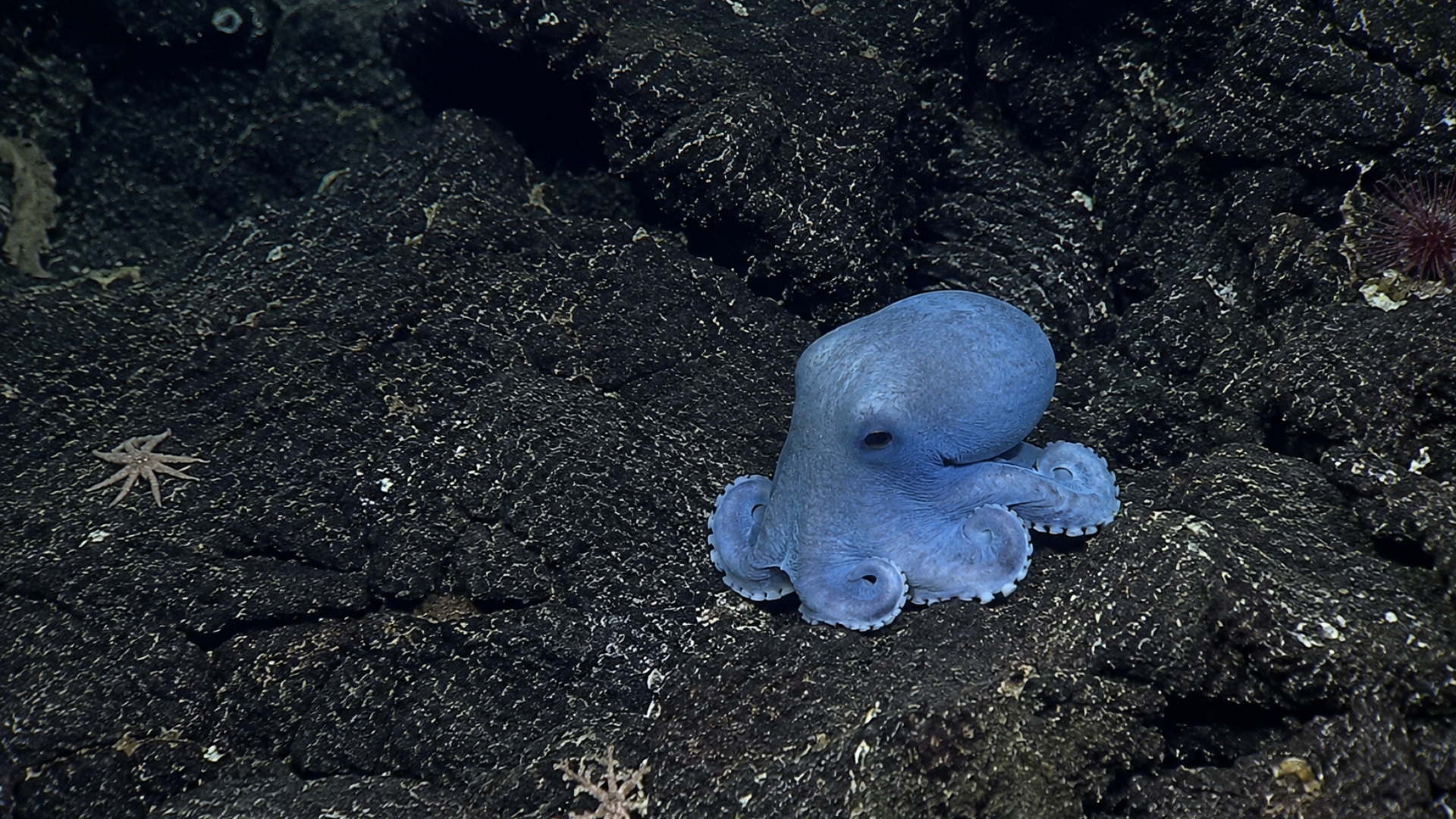 A tiny blue octopus from the Galápagos shows how much the deep sea ...