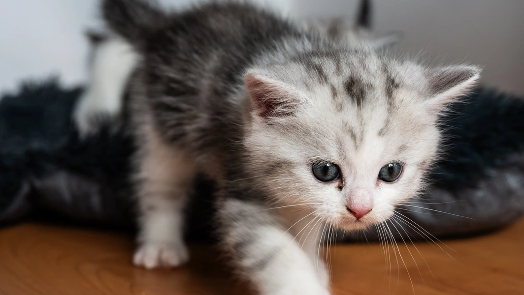 Understanding cat years and human age equivalents