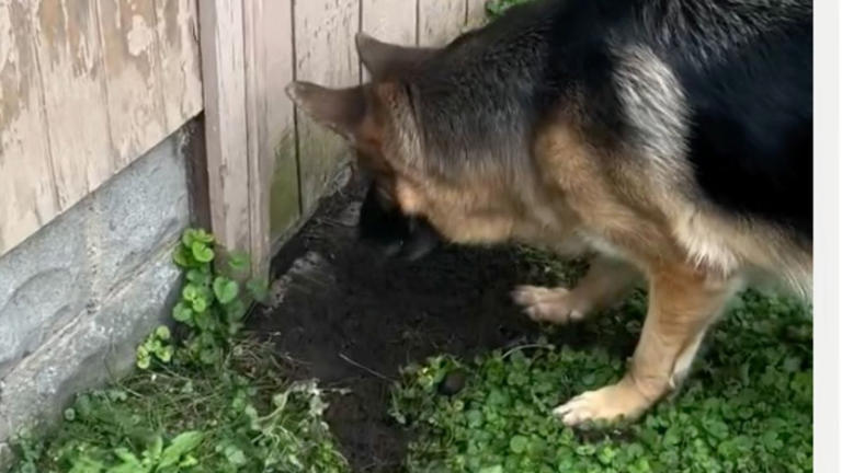His dogs were digging under an old shed: What he found changed two ...