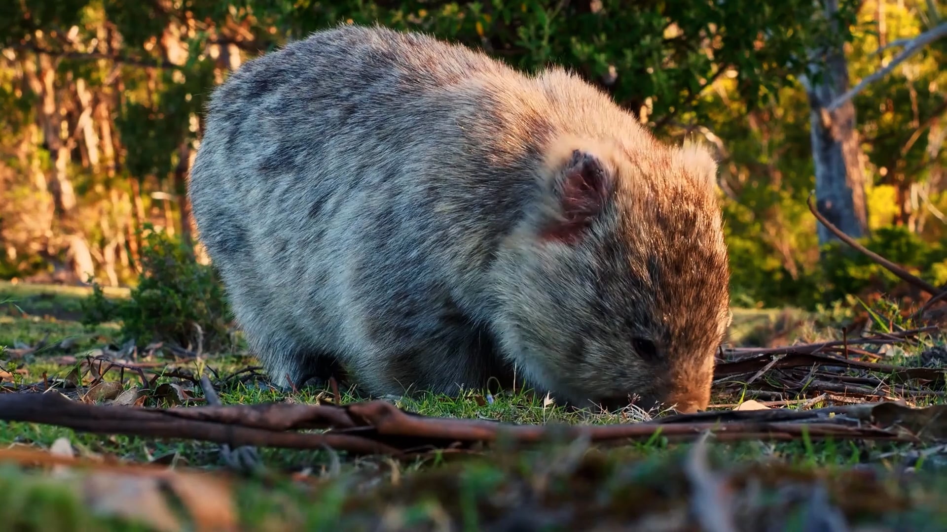 Wombats unveiled: A fascinating look at marsupial life - Worldwide