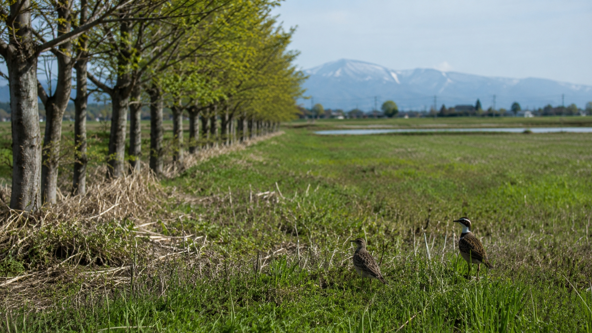 More trees can mean fewer birds in the wrong landscape