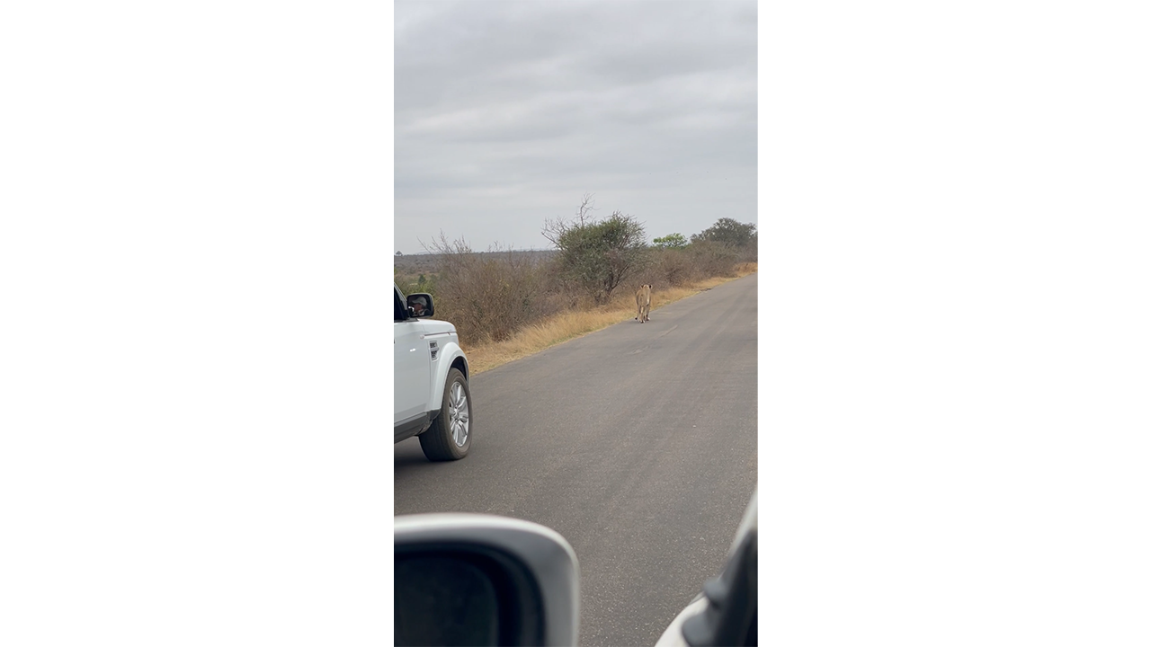 Wild lioness walking along safari road beside white adventure vehicle