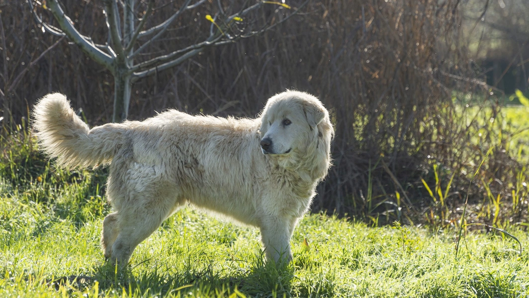 11 strongest and most capable dog breeds