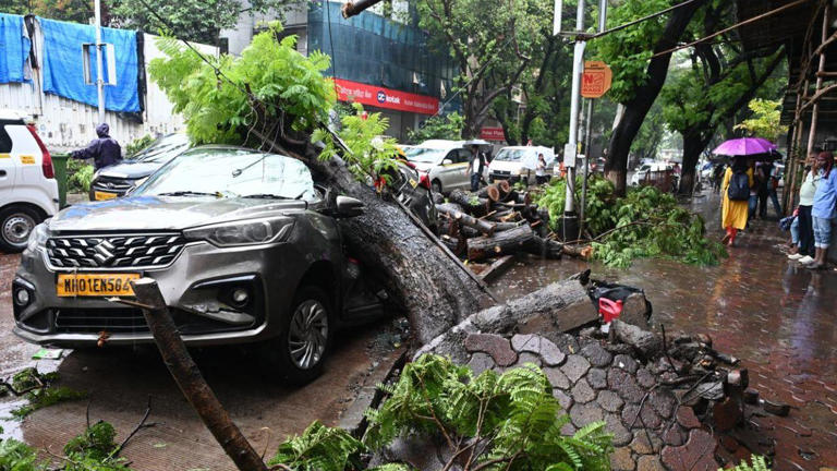 Mumbai: Heavy rain triggers tree falls in Dadar and Wadala as IMD ...