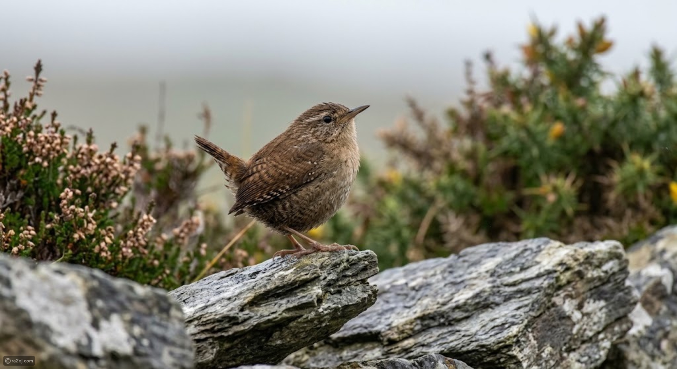 These tiny birds became giants on remote Scottish islands