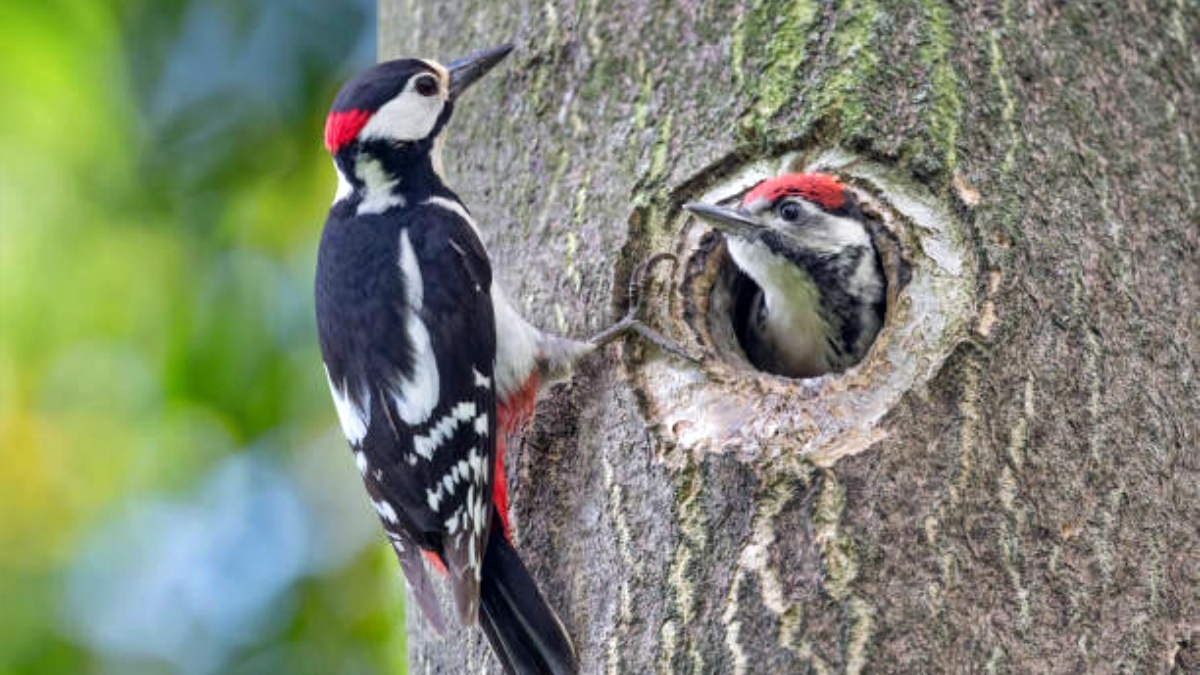 These 18 amazing woodpecker facts will change how you see these birds