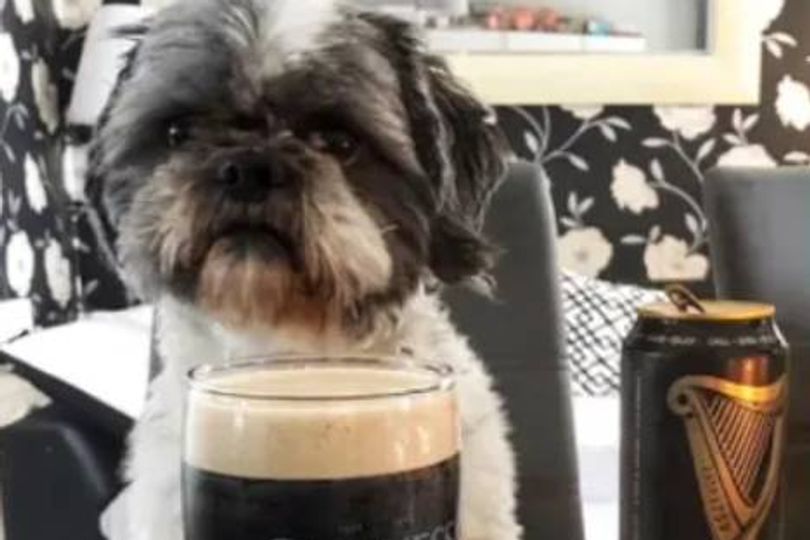 Dublin dog Elmo who loves trips to the pub given weeks to live without ...