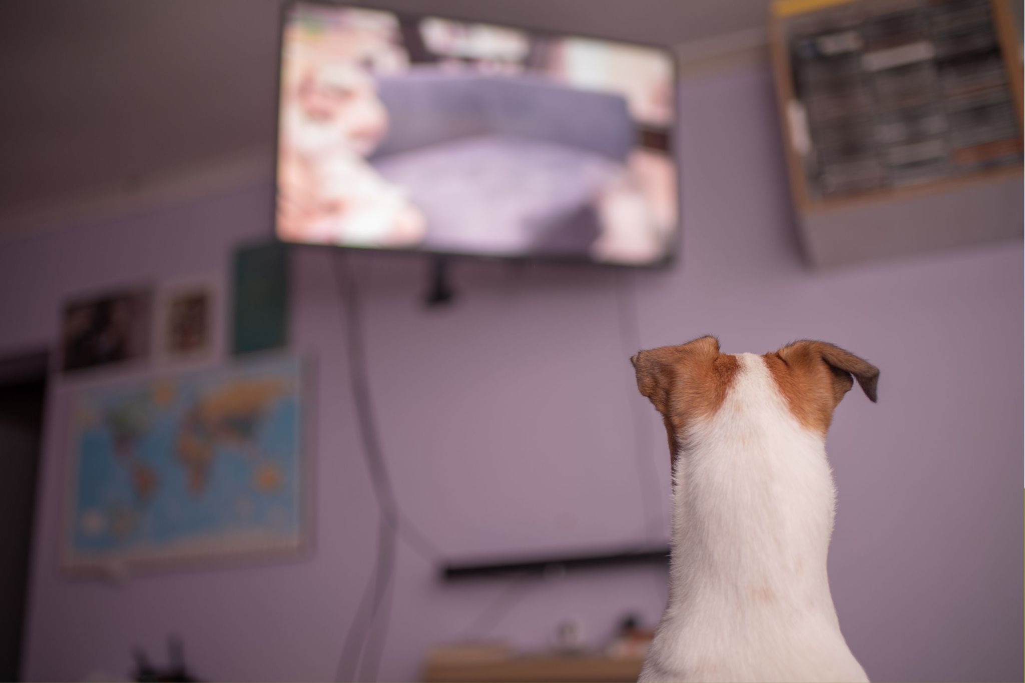 5 signs your dog actually likes watching TV