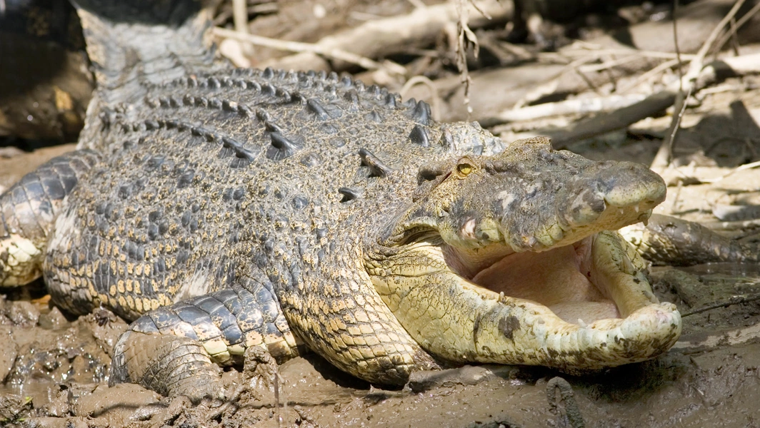 Dominator and the giants of the crocodile world