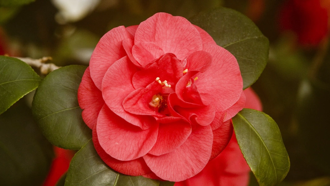 12 plants that thrive with coffee grounds