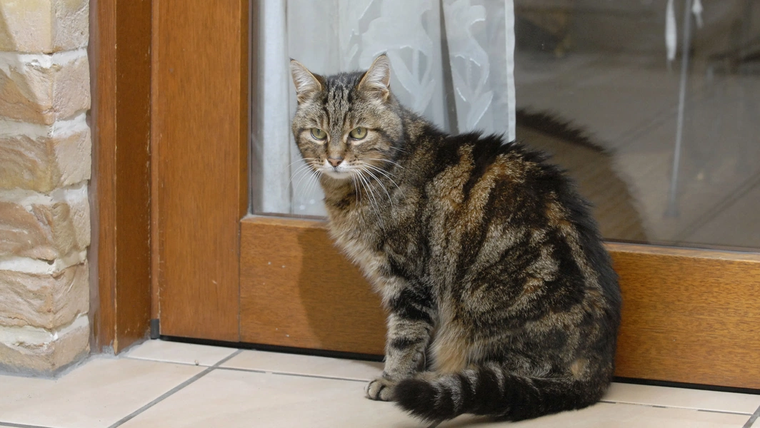 Identifying behavioral signs of cat jealousy