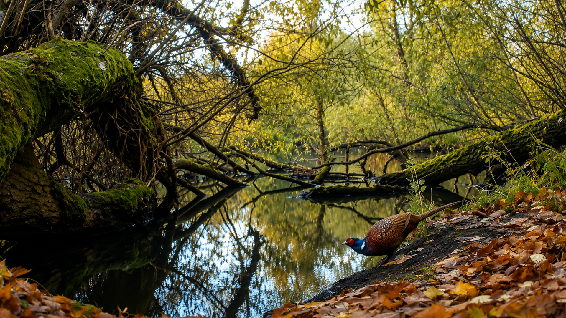 A trail camera recorded a colorful visitor by the water