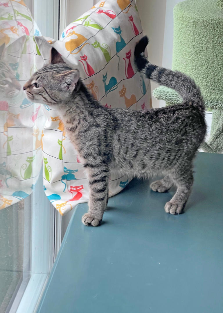 Pet of the week is 3-month-old tabby kitten named DQ