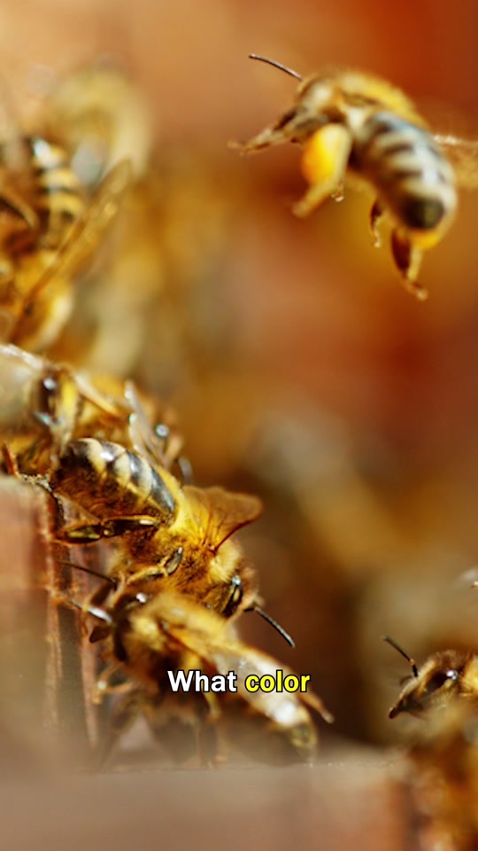 Rare blue bee close up under microscope