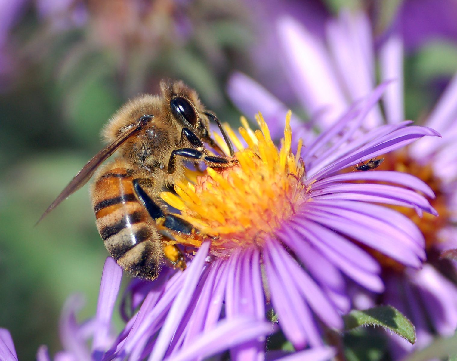 In pictures: colorful insects and spiders