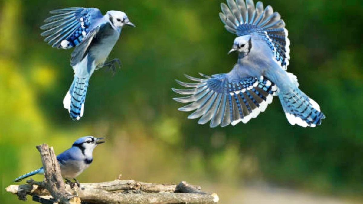 These common birds you dont want flying anywhere near your yard