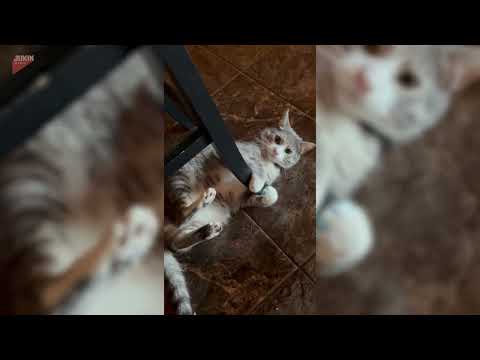 Cat slides under barstool and starts kicking it excitedly