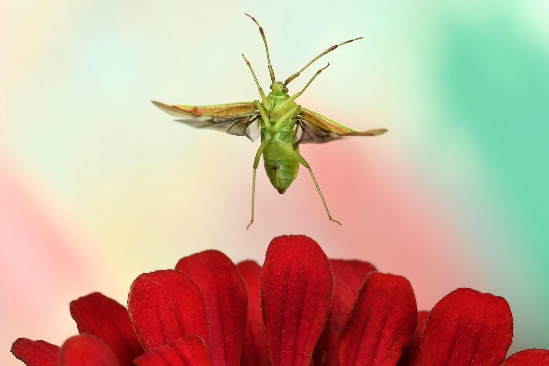 In pictures: colorful insects and spiders