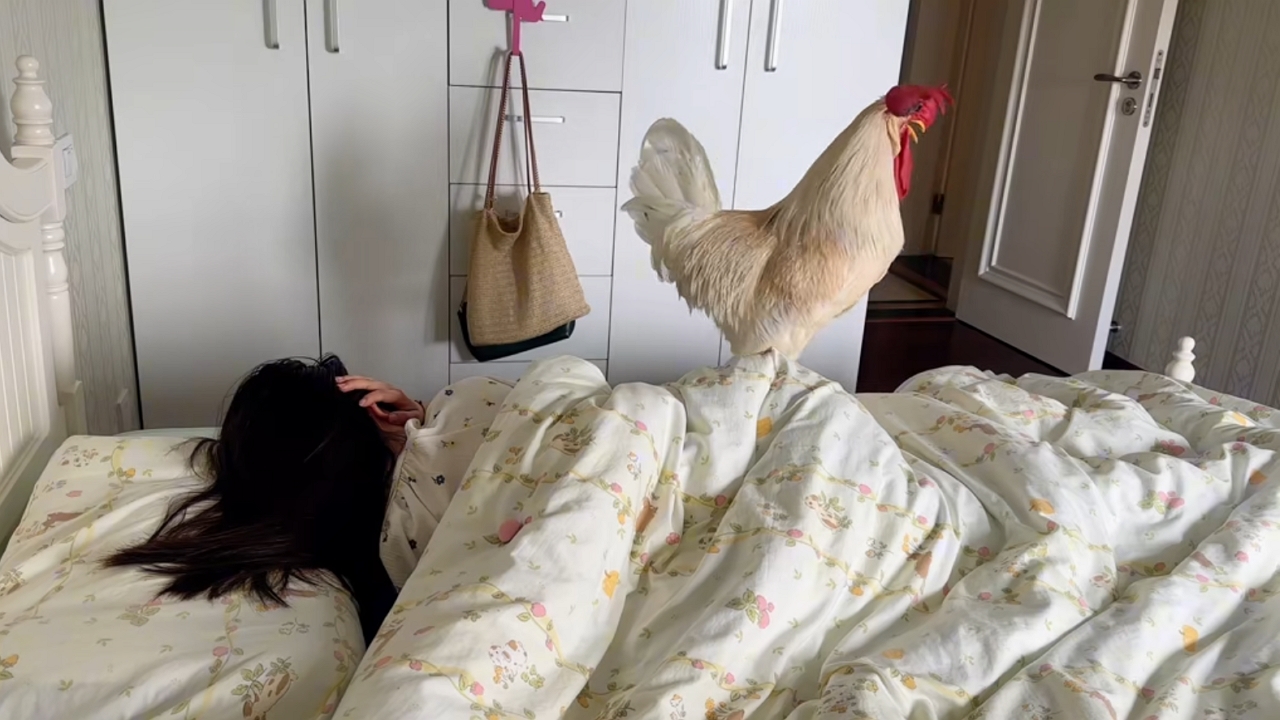 Rooster acts as alarm clock and loudly wakes owner in Sichuan, China