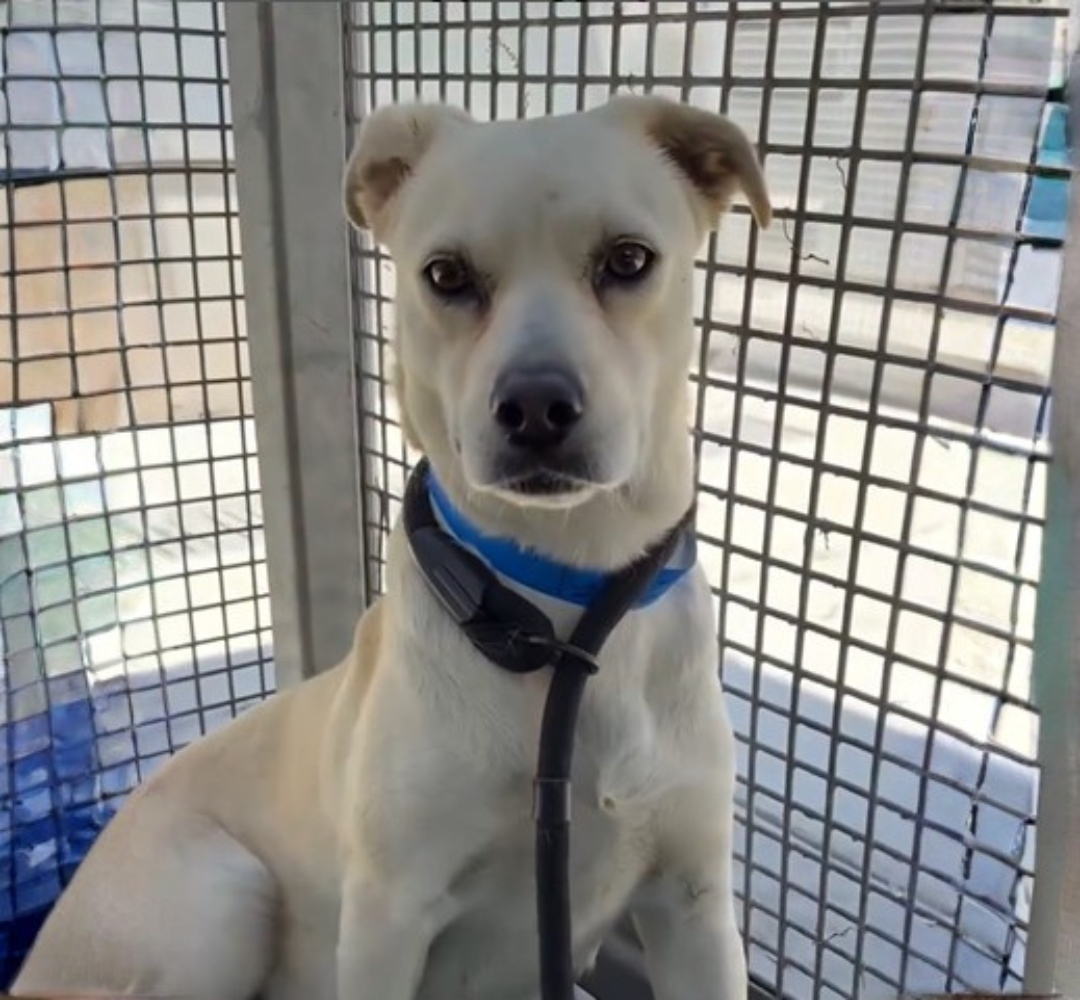 How foster homes help overwhelmed rescue dogs open up