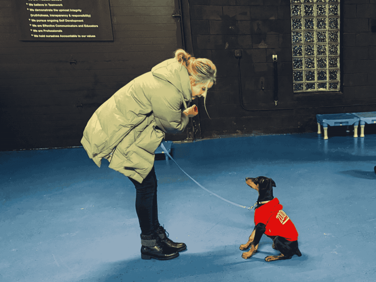Ever wonder why your dog picked you? These 10 traits may explain it ...