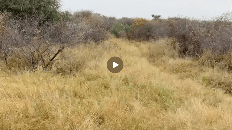 Watch incredible, close-up footage of three lions setting off on a ...