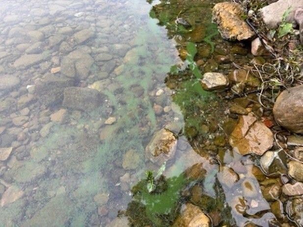 Harmful algal bloom advisory issued for Conesus Lake