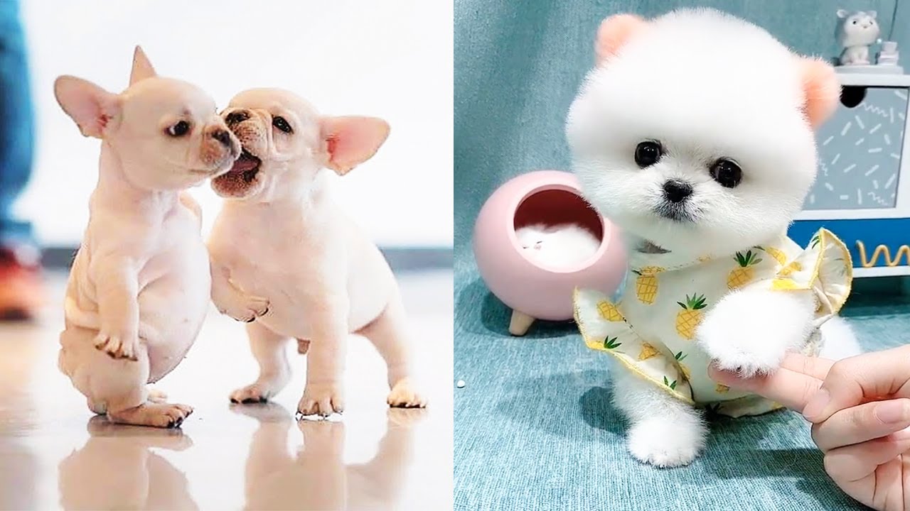 Chihuahua kisses beside a pineapple puff