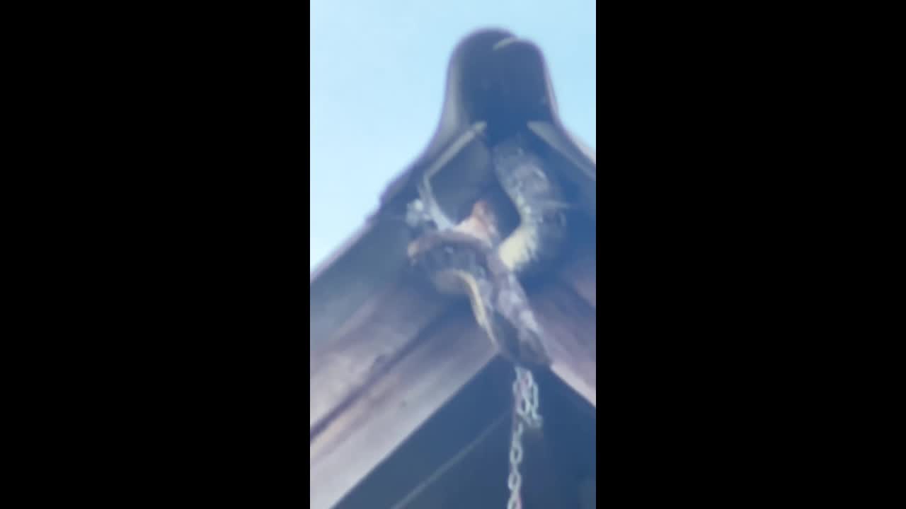 Resident shocked as giant python swallows pigeon on home roof