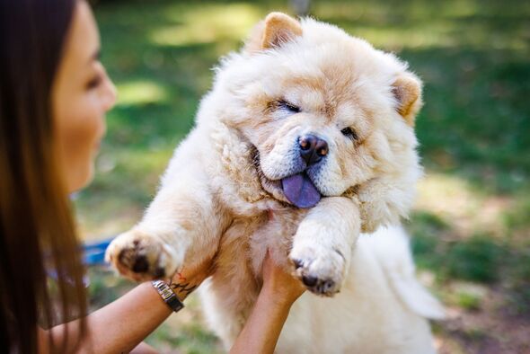 The dog breeds most likely to suffer in the heatwave as owners urgently ...