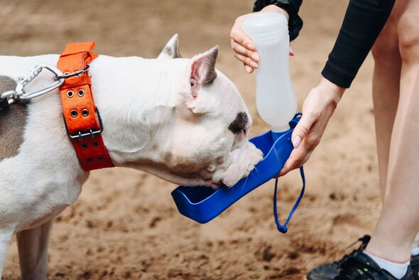 Vet issues warning to dog owners about collars during UK heatwave