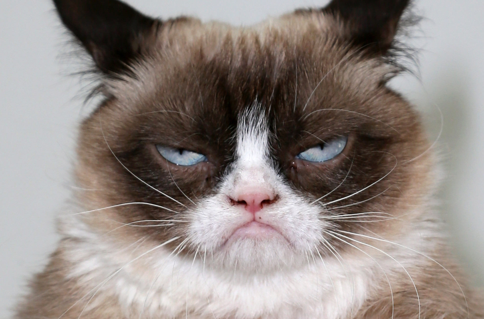Famous cats in popular culture