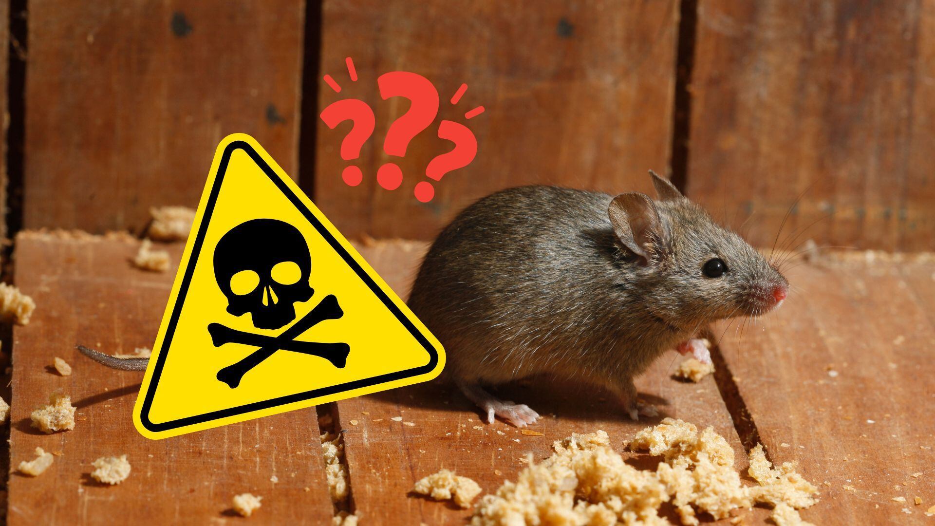 Pesky mice in your home? They may be immune to pesticides, NJ study finds.