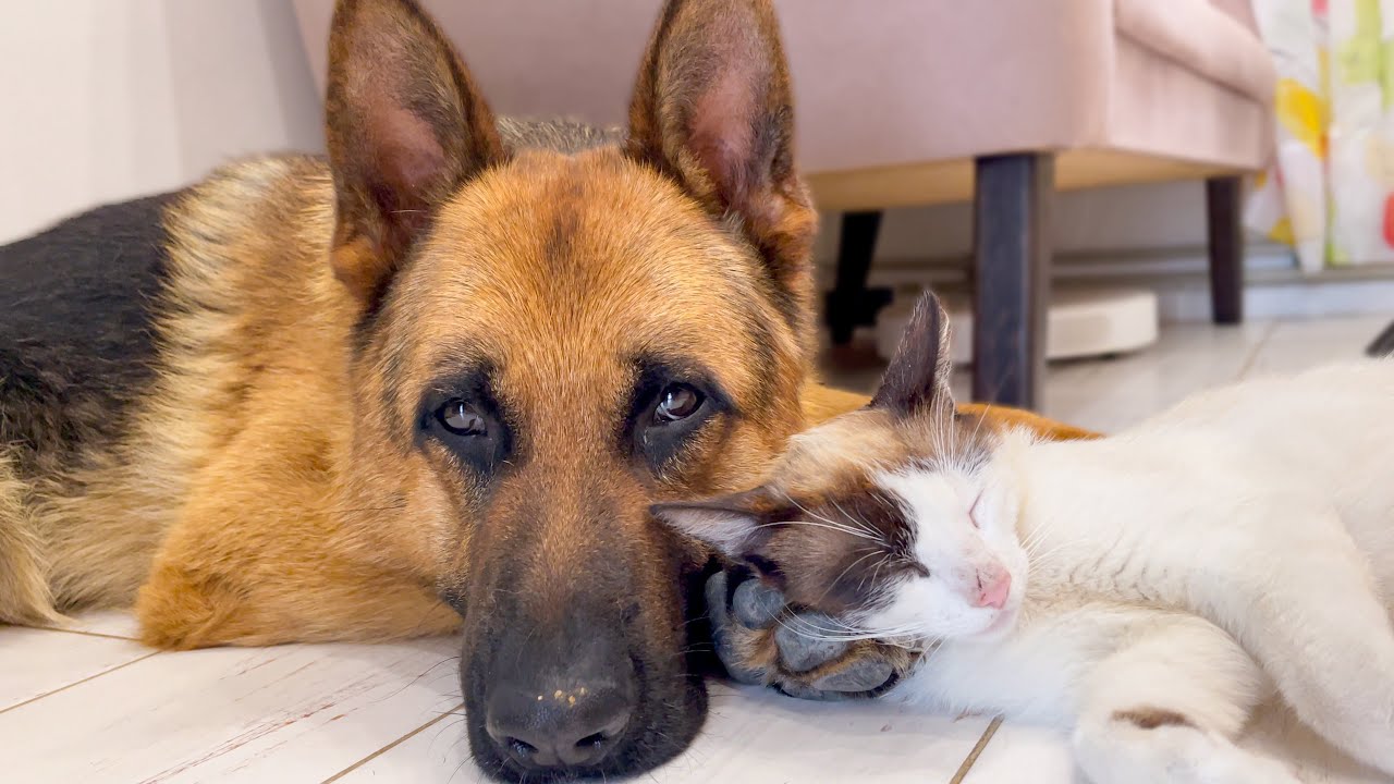 When a German shepherd becomes best friends with cats