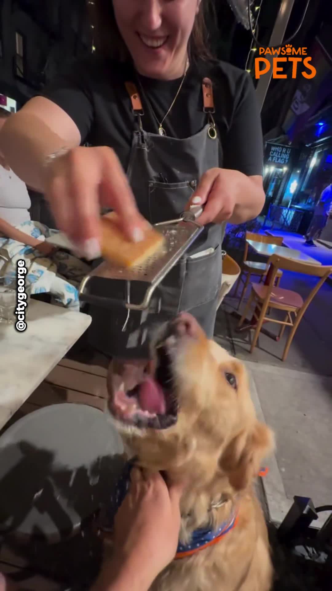 Golden retriever explores New York's favorite food spots