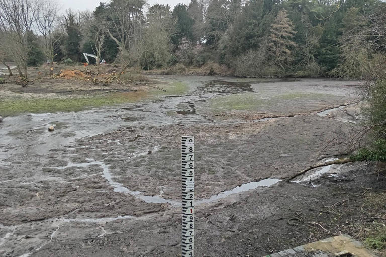 Wildlife returns to Mansfield millpond three months after it was ...