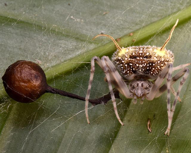 It looks like it’s infected with a deadly zombie fungus – but the truth ...