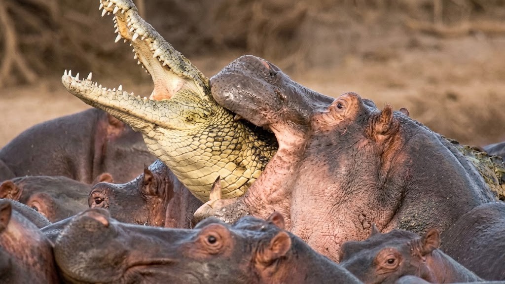 Watch what happens when a giant crocodile challenges a hippo – it ends ...