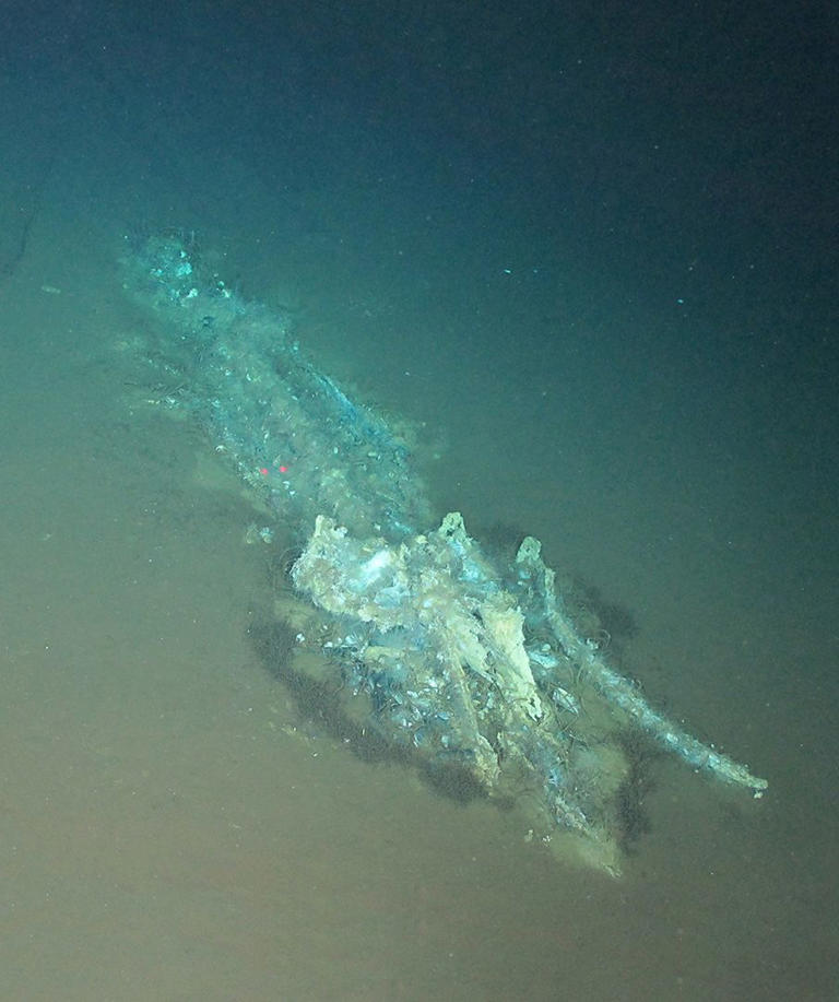 Découverte d'un immense cimetière de baleines, long de 1200 km